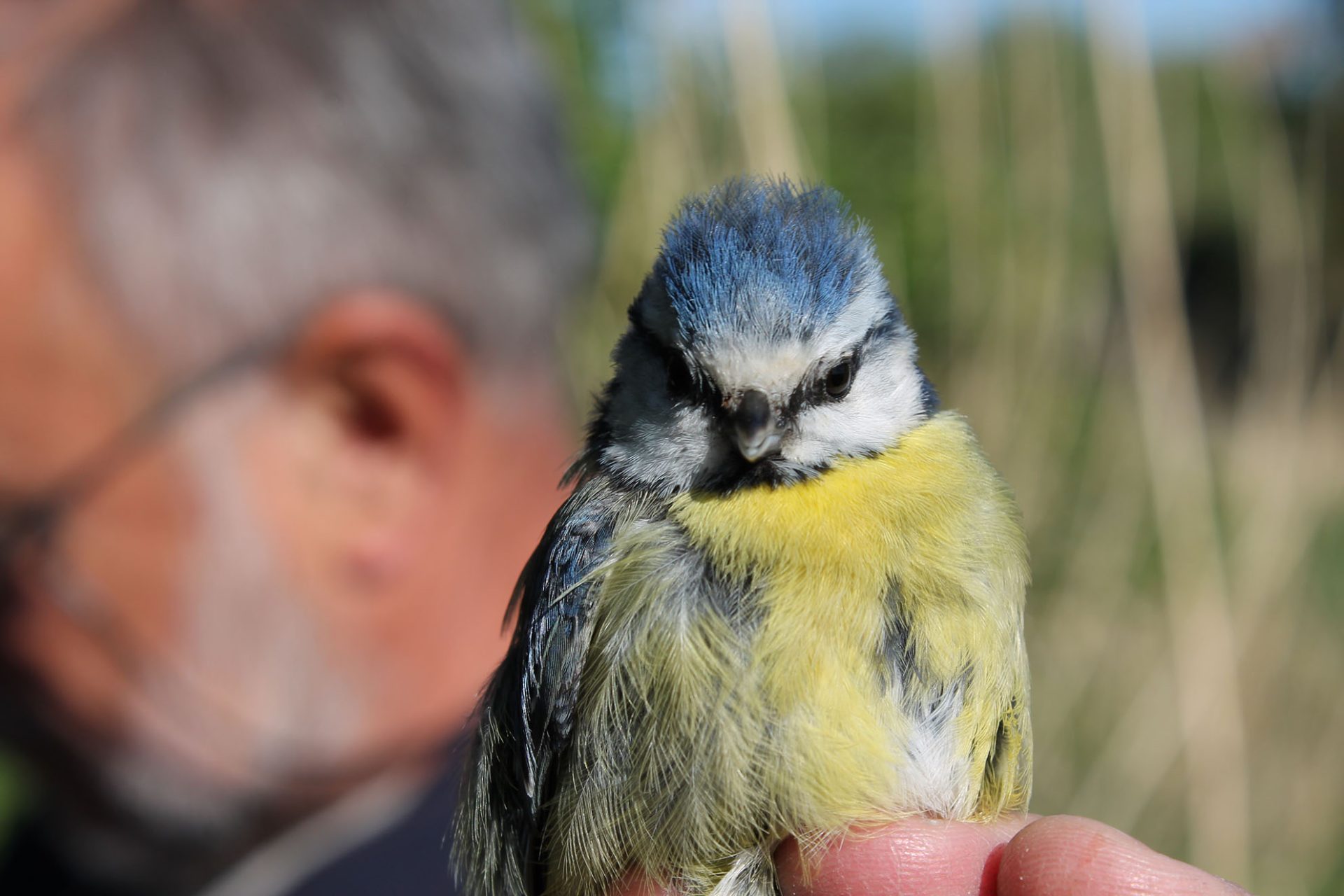 Le marais de Sainte Croix - Ville du Tréport